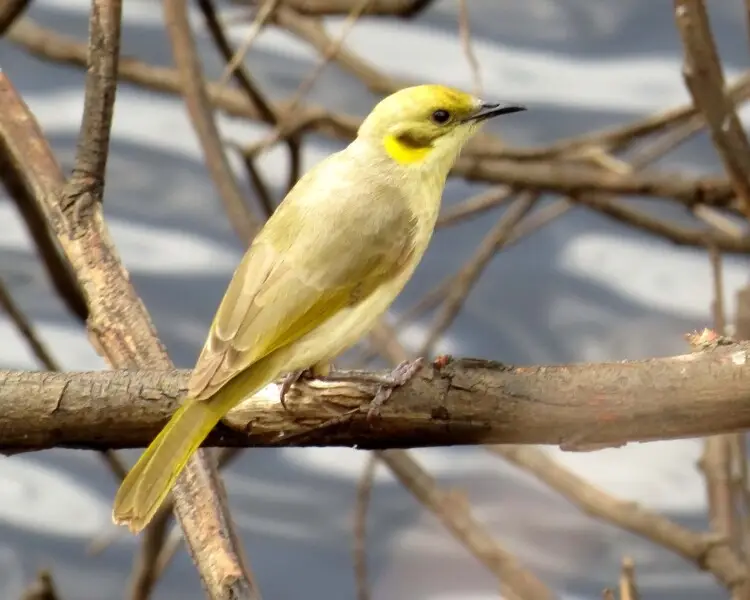 Grey-fronted Honeyeater | NatureRules1 Wiki | Fandom