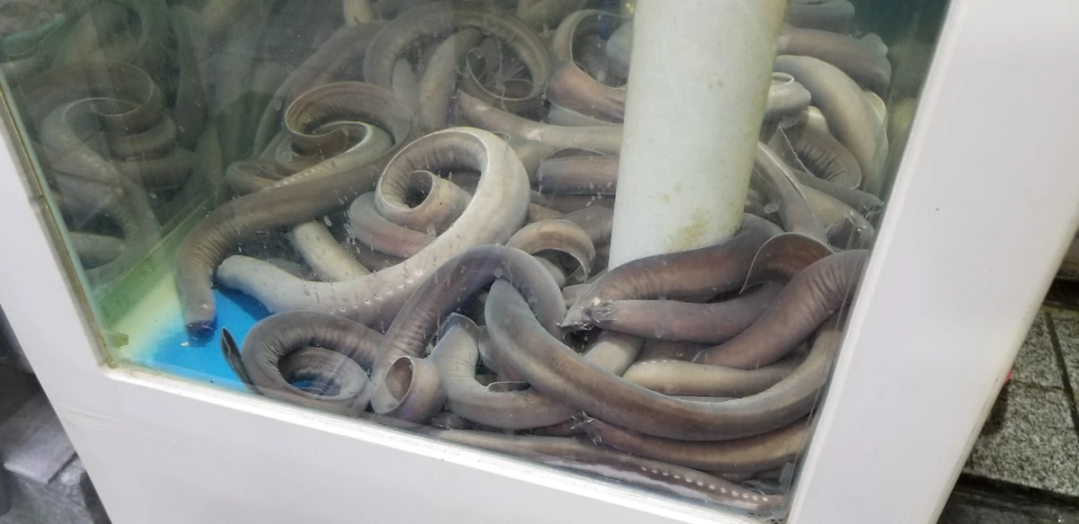 Inshore Hagfish | NatureRules1 Wiki | Fandom