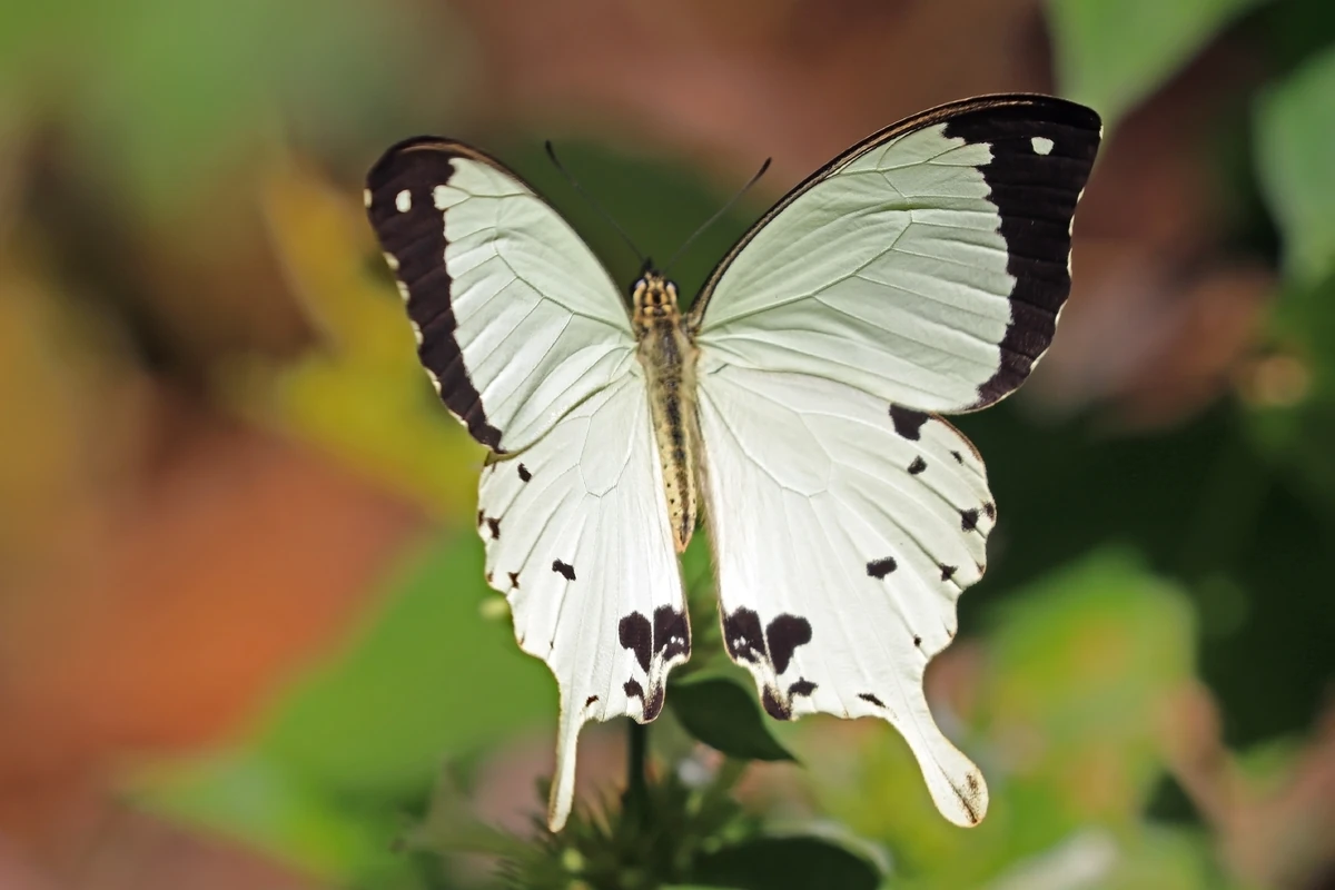 Mocker Swallowtail | NatureRules1 Wiki | Fandom