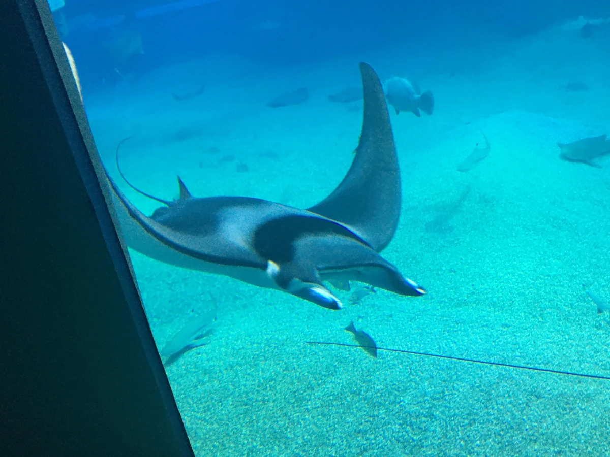 Spinetail Mobula | NatureRules1 Wiki | Fandom