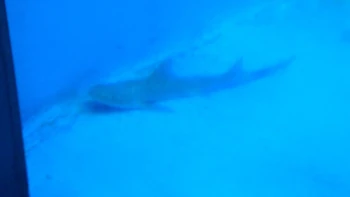 Starry Smooth-hound | NatureRules1 Wiki | Fandom