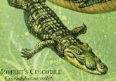Morelet's Crocodile | NatureRules1 Wiki | Fandom