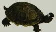 European Pond Turtle | NatureRules1 Wiki | Fandom