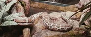 Burmese Python | NatureRules1 Wiki | Fandom