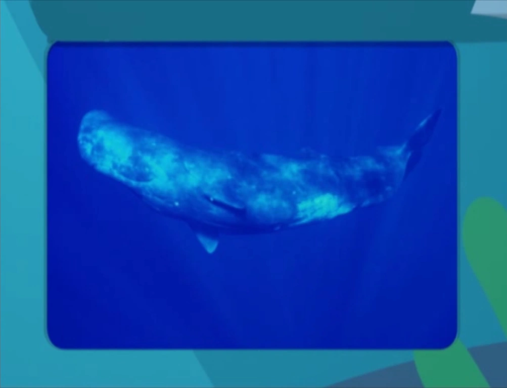 Help! I'm A Fish | NatureRules1 Wiki | Fandom