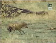 Aardwolf | NatureRules1 Wiki | Fandom