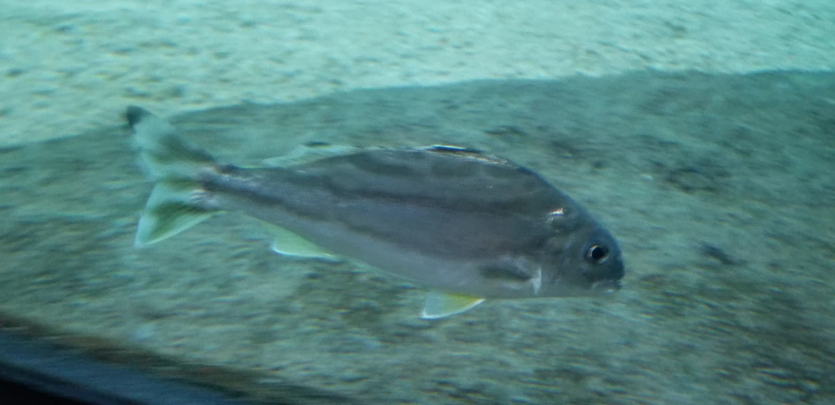 Crescent Grunter | NatureRules1 Wiki | Fandom