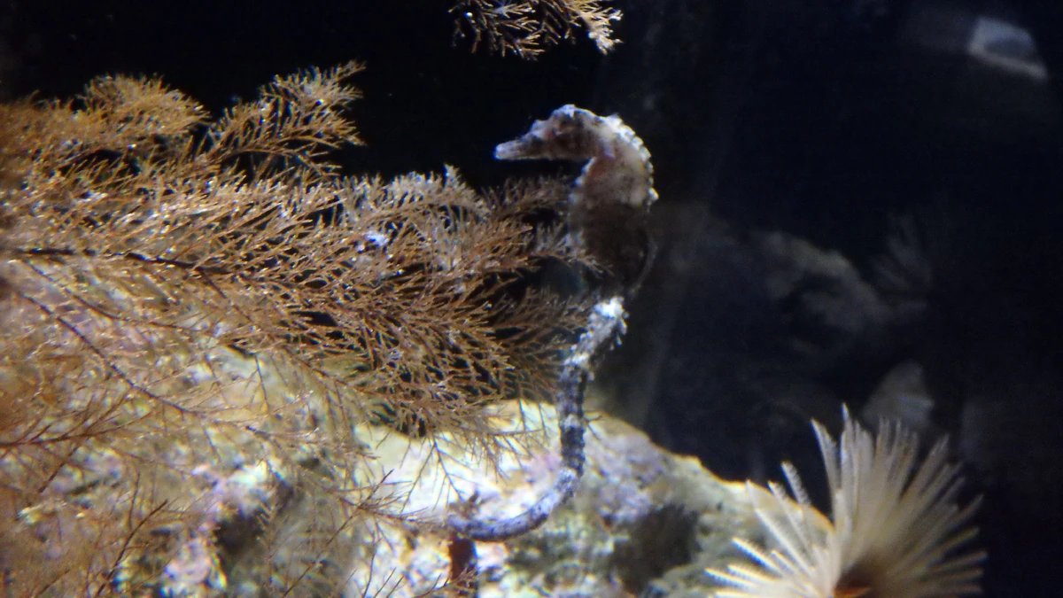 Crowned Seahorse | NatureRules1 Wiki | Fandom