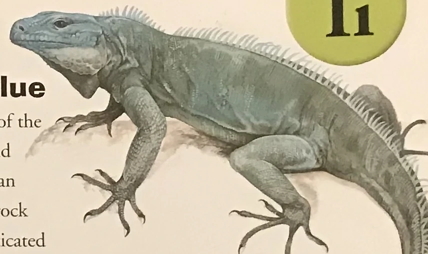 Reptile and Amphibian House | NatureRules1 Wiki | Fandom