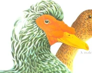 Muscovy Duck | NatureRules1 Wiki | Fandom