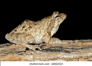 Grey Foam-nest Tree Frog | NatureRules1 Wiki | Fandom