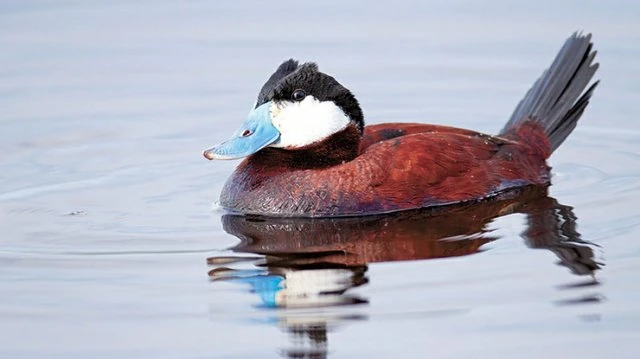 Ruddy Duck | NatureRules1 Wiki | Fandom