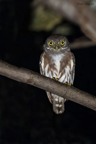 Amazonian Pygmy Owl | NatureRules1 Wiki | Fandom
