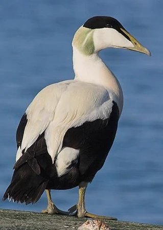Common Eider