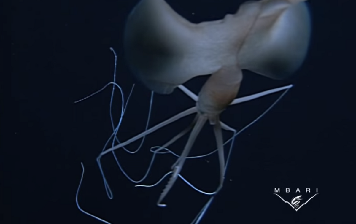 Bigfin Squid | NatureRules1 Wiki | Fandom