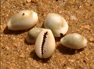 Money Cowry | NatureRules1 Wiki | Fandom