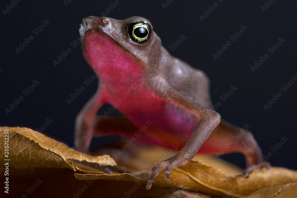 Central Coast Stubfoot Toad | NatureRules1 Wiki | Fandom