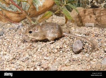 Desert Pocket Mouse | NatureRules1 Wiki | Fandom