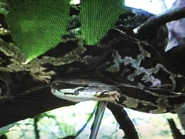 Indian Python | NatureRules1 Wiki | Fandom