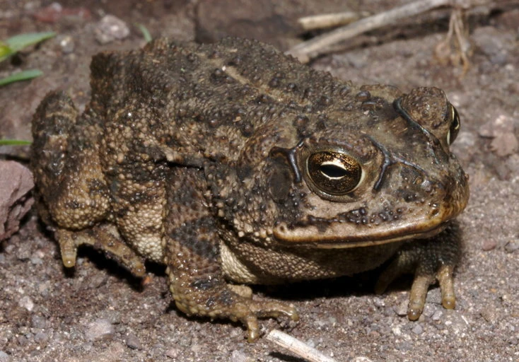 Sinaloa Toad | NatureRules1 Wiki | Fandom