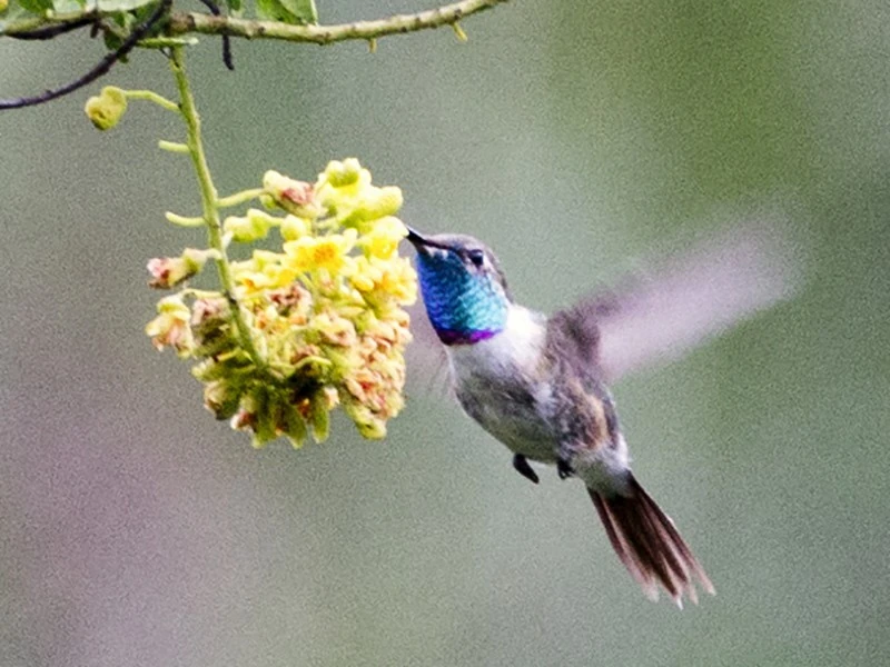 Purple-collared Woodstar | NatureRules1 Wiki | Fandom