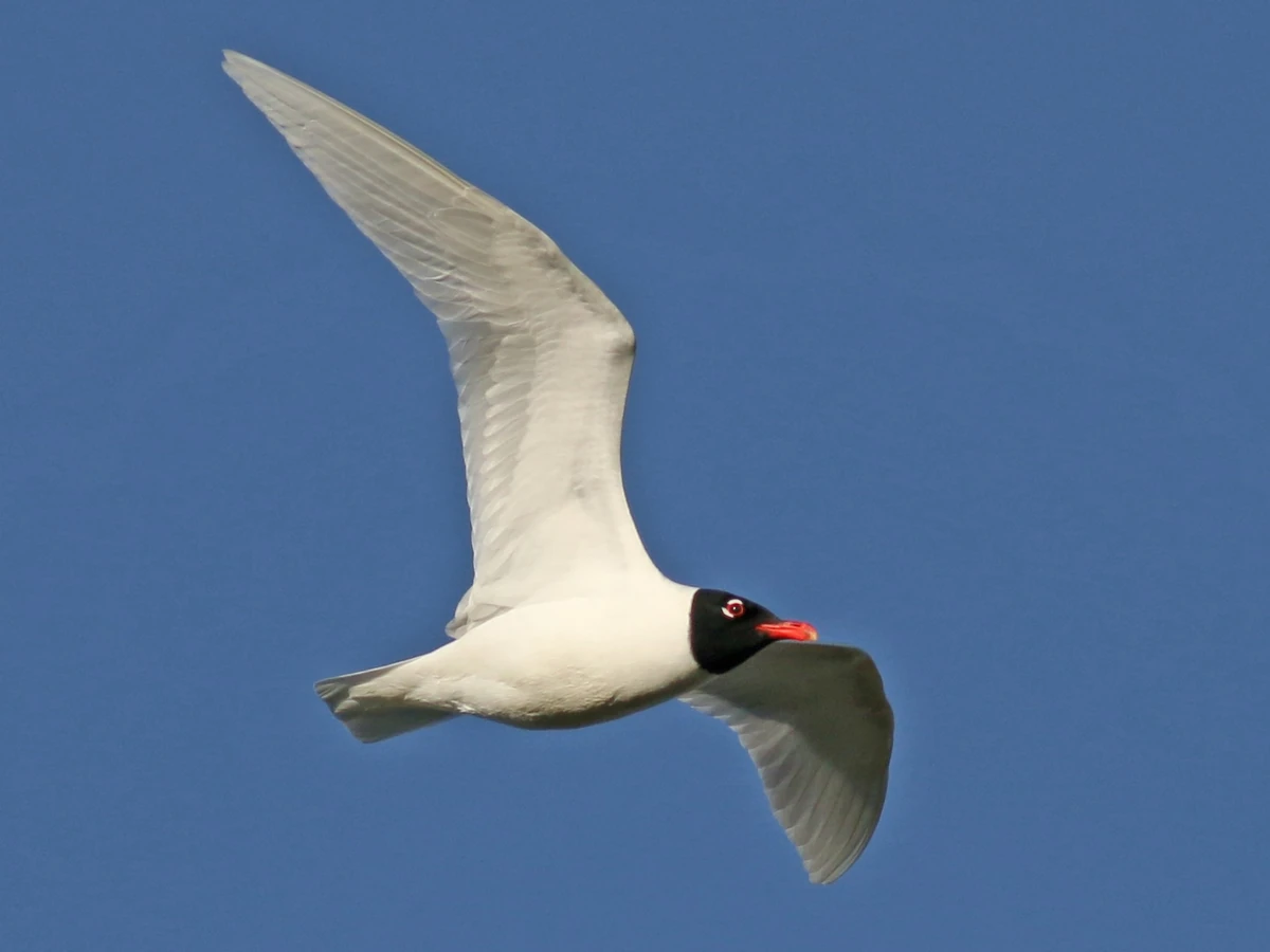 Mediterranean Gull | NatureRules1 Wiki | Fandom