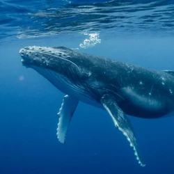 atlantic ocean animals