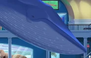 Blue Whale/TV Shows | NatureRules1 Wiki | Fandom