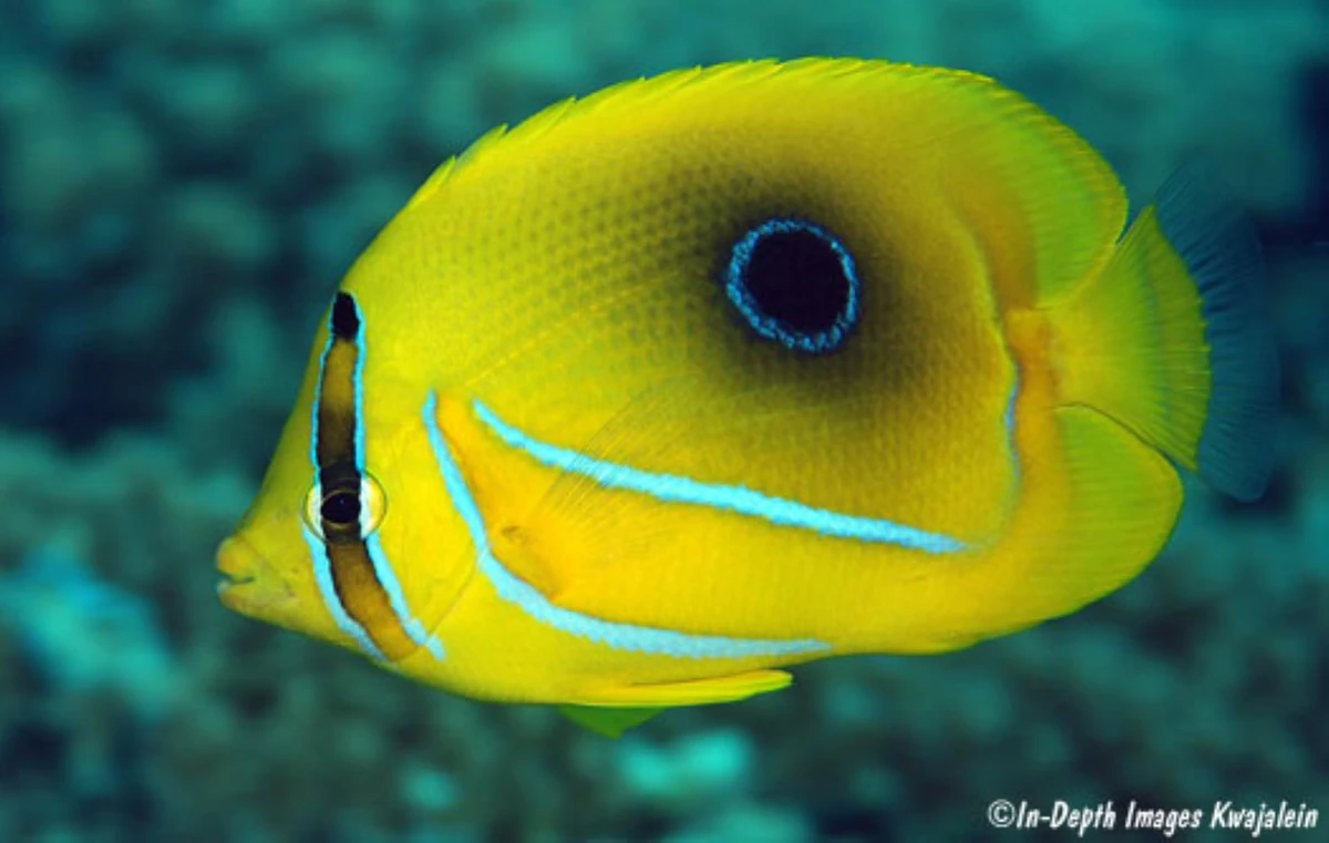 Bluelashed Butterflyfish | NatureRules1 Wiki | Fandom