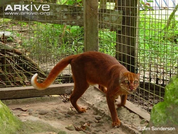 Bay Cat | NatureRules1 Wiki | Fandom