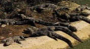 Chinese Alligator | NatureRules1 Wiki | Fandom