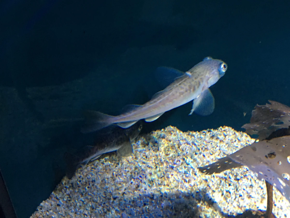 Polar Cod | NatureRules1 Wiki | Fandom