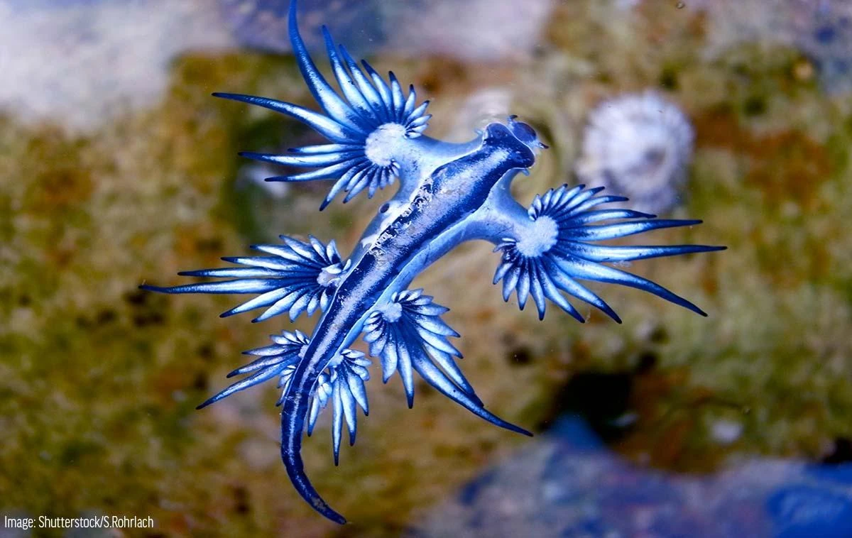 Blue Sea Slug | NatureRules1 Wiki | Fandom
