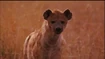 The Lion King (1994) | NatureRules1 Wiki | Fandom