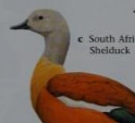 South African Shelduck | NatureRules1 Wiki | Fandom