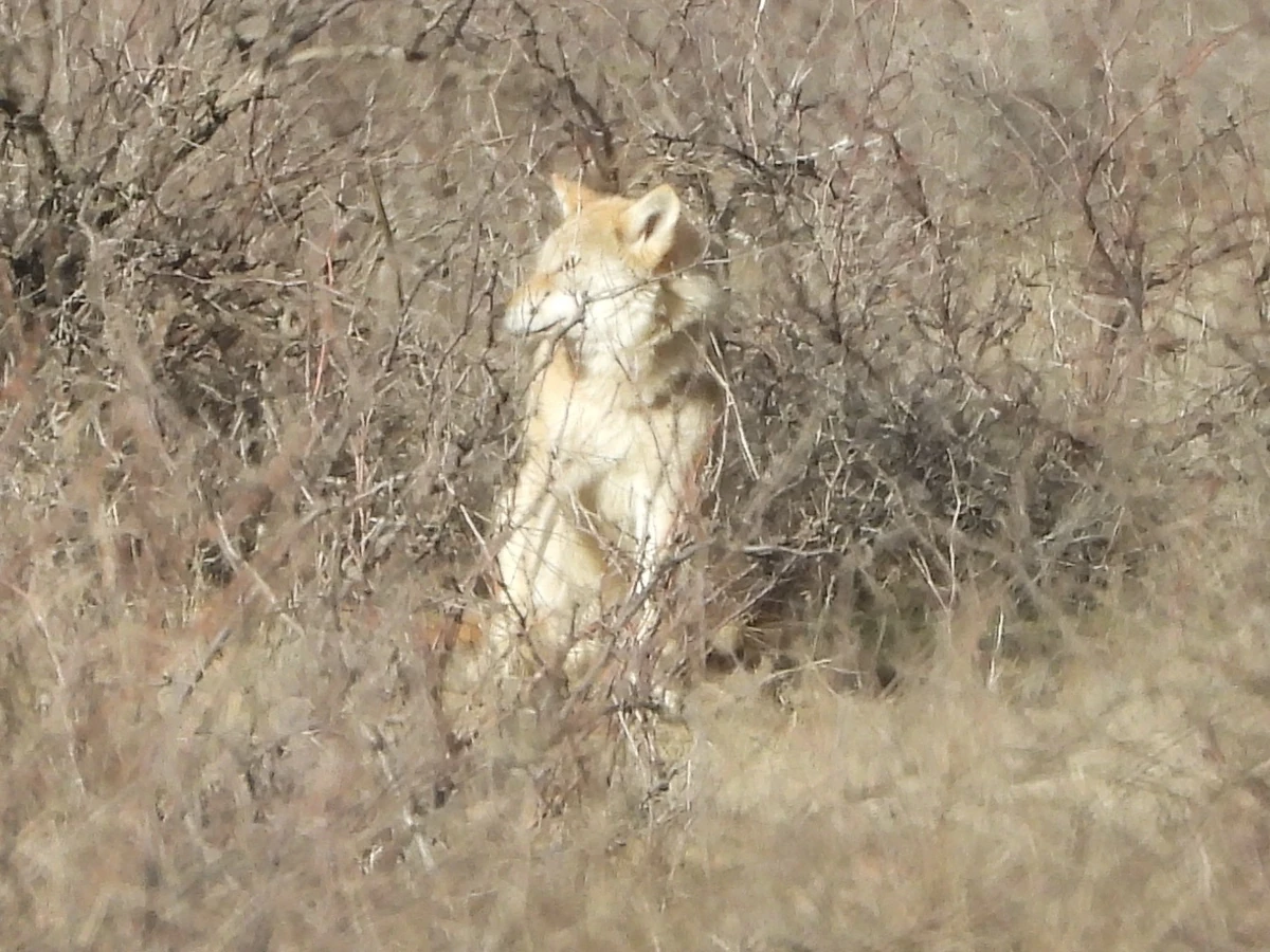 Steppe Wolf | NatureRules1 Wiki | Fandom