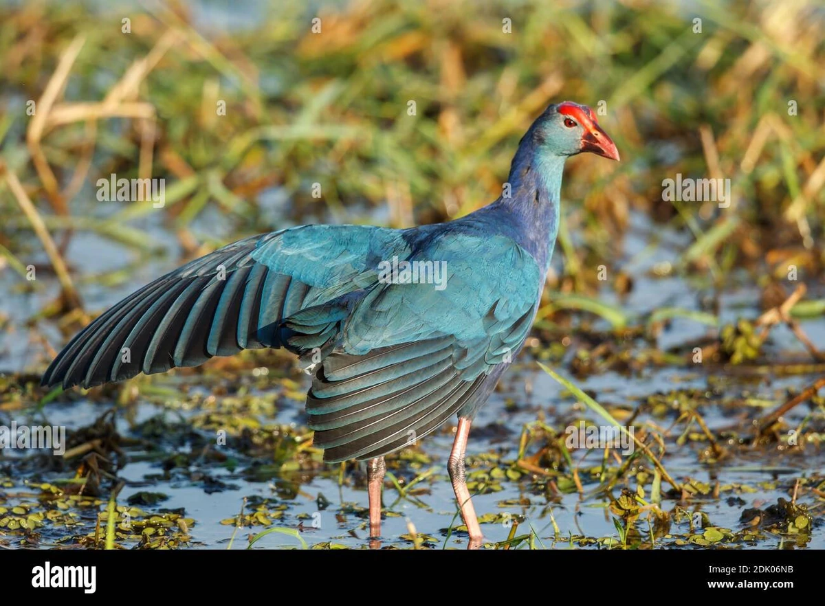 Grey-headed Swamphen | NatureRules1 Wiki | Fandom