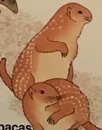 Pacarana | NatureRules1 Wiki | Fandom