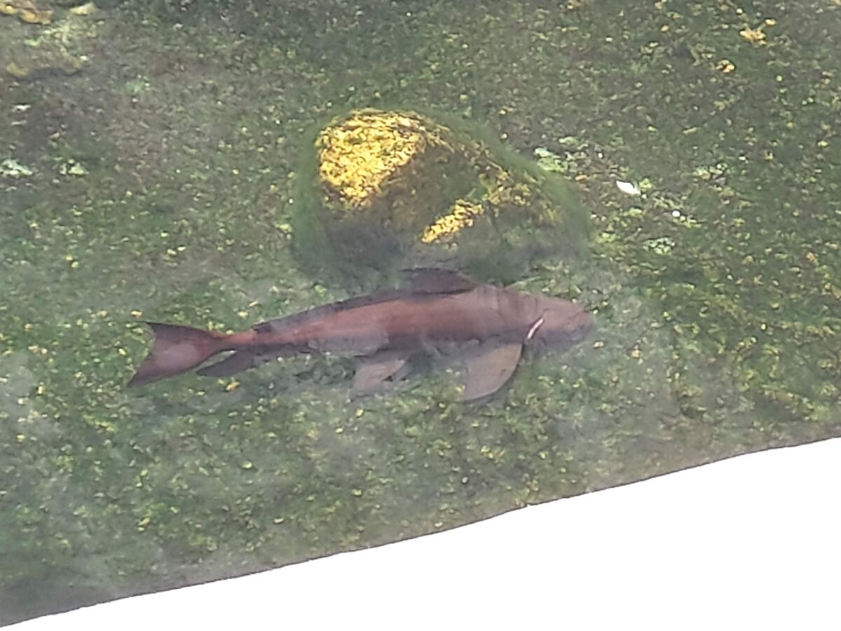 Chinese High-fin Banded Shark | NatureRules1 Wiki | Fandom