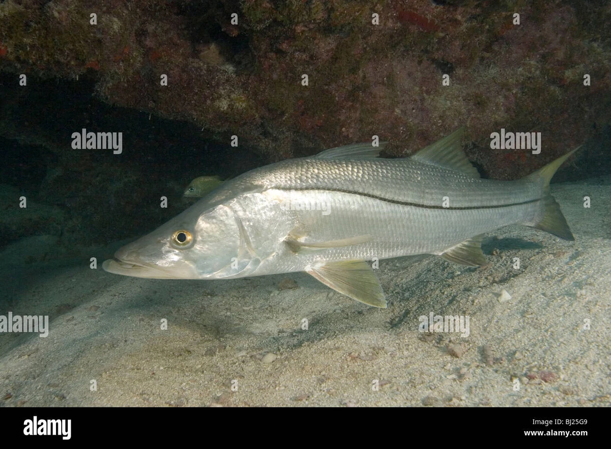 Common Snook | NatureRules1 Wiki | Fandom