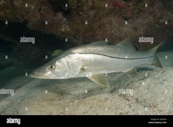 Common Snook | NatureRules1 Wiki | Fandom