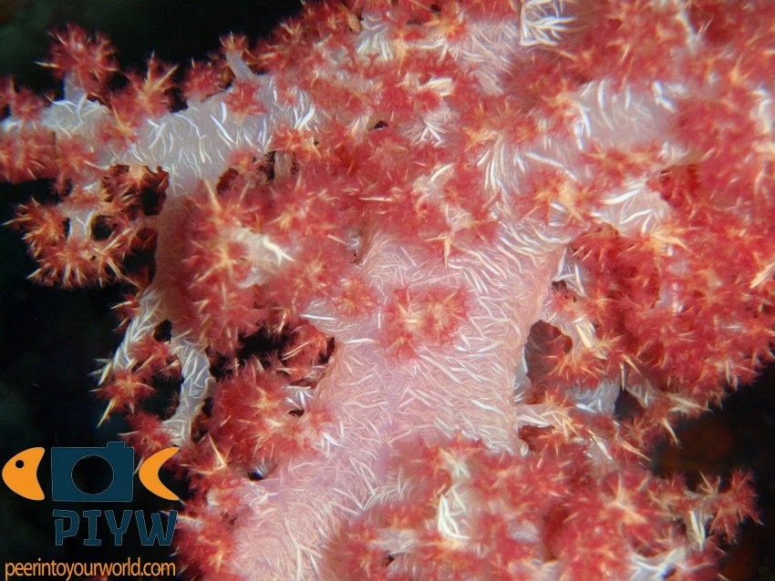 Dendronephthya Hemprichi | NatureRules1 Wiki | Fandom