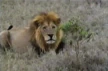 Savanna | NatureRules1 Wiki | Fandom