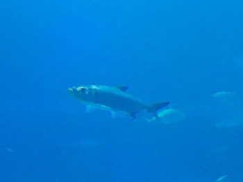 Indo-Pacific Tarpon | NatureRules1 Wiki | Fandom