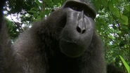 Crested Black Macaque | NatureRules1 Wiki | Fandom