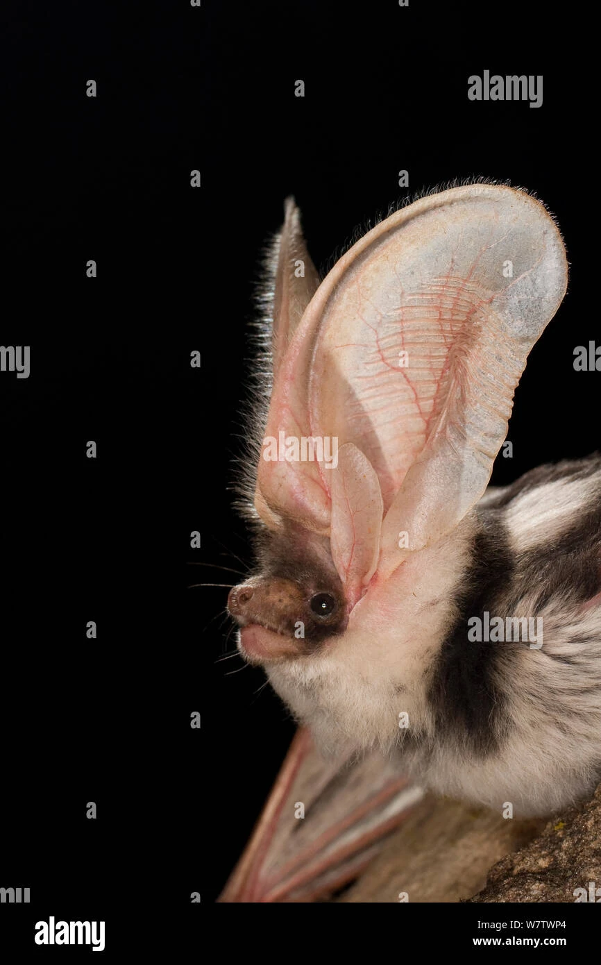 Spotted Bat | NatureRules1 Wiki | Fandom