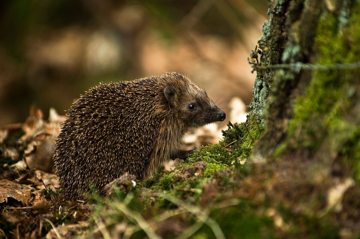 Category:Hedgehogs | NatureRules1 Wiki | Fandom