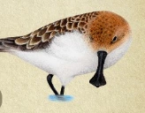 Spoon-billed Sandpiper | NatureRules1 Wiki | Fandom
