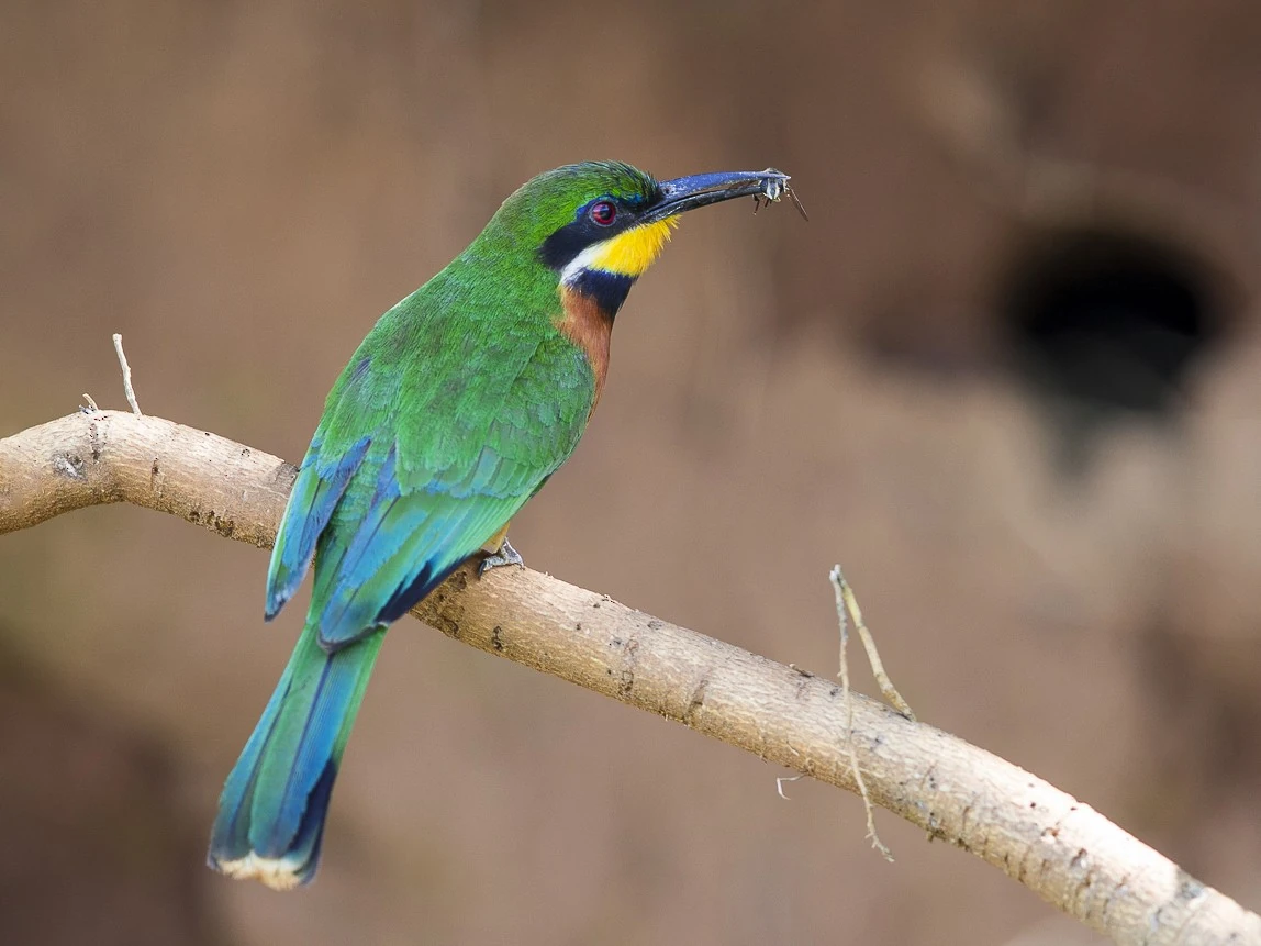 Cinnamon-chested Bee-eater | NatureRules1 Wiki | Fandom