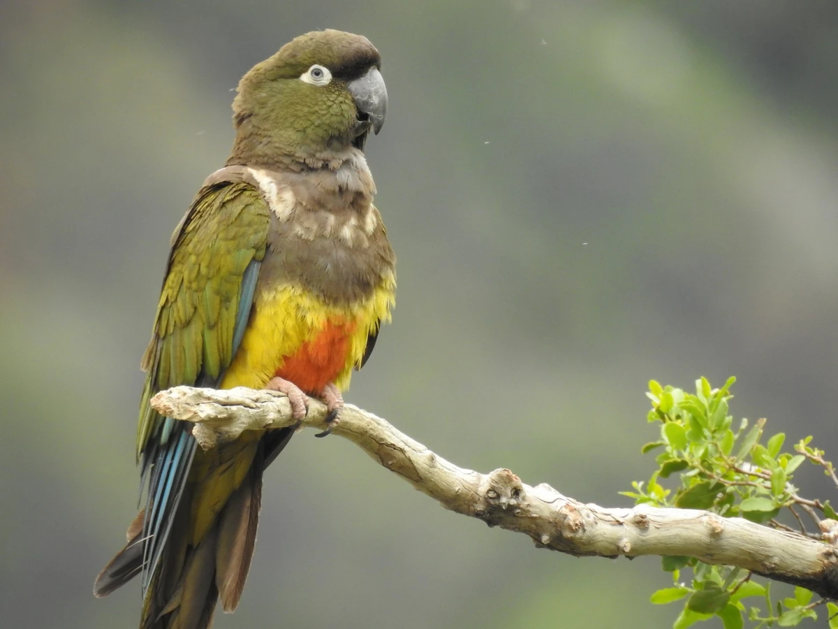 Burrowing Parrot | NatureRules1 Wiki | Fandom